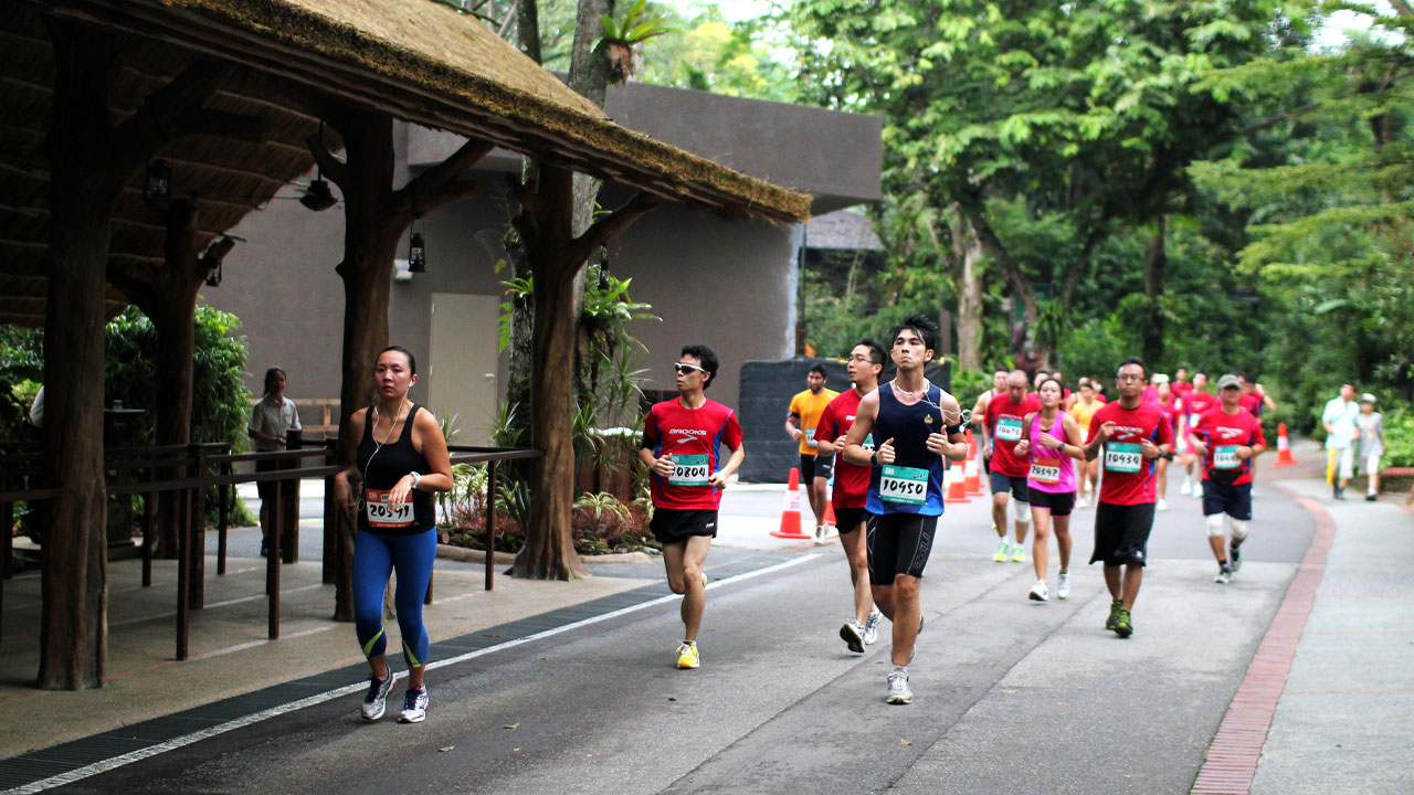 Safari Zoo Run 2013: Let Animals and Nature Charm You