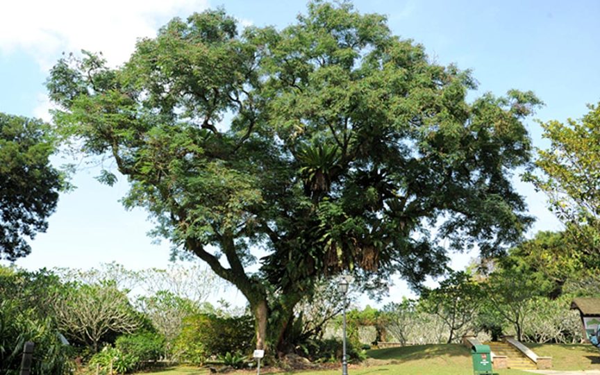 What Types of Singapore Trees You Can See While Running in Singapore