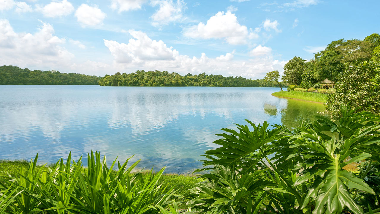 Singapore's Nature Reserves For Trail Runners To Explore