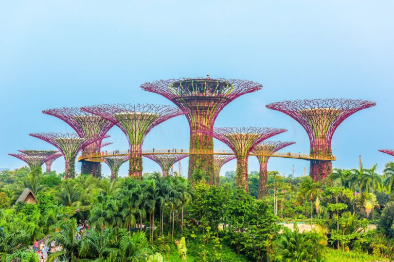 What Types of Singapore Trees You Can See While Running in Singapore