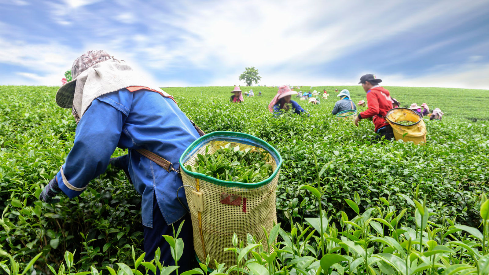 Can Organic Tea Make You a Better and Healthier Runner?