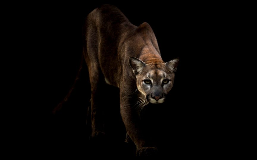 Puma Night Run Singapore: The Run That Could Enhance Your Health Again!