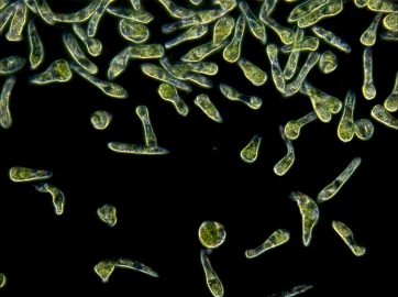 Euglena - A Superfood with Powerful Benefits