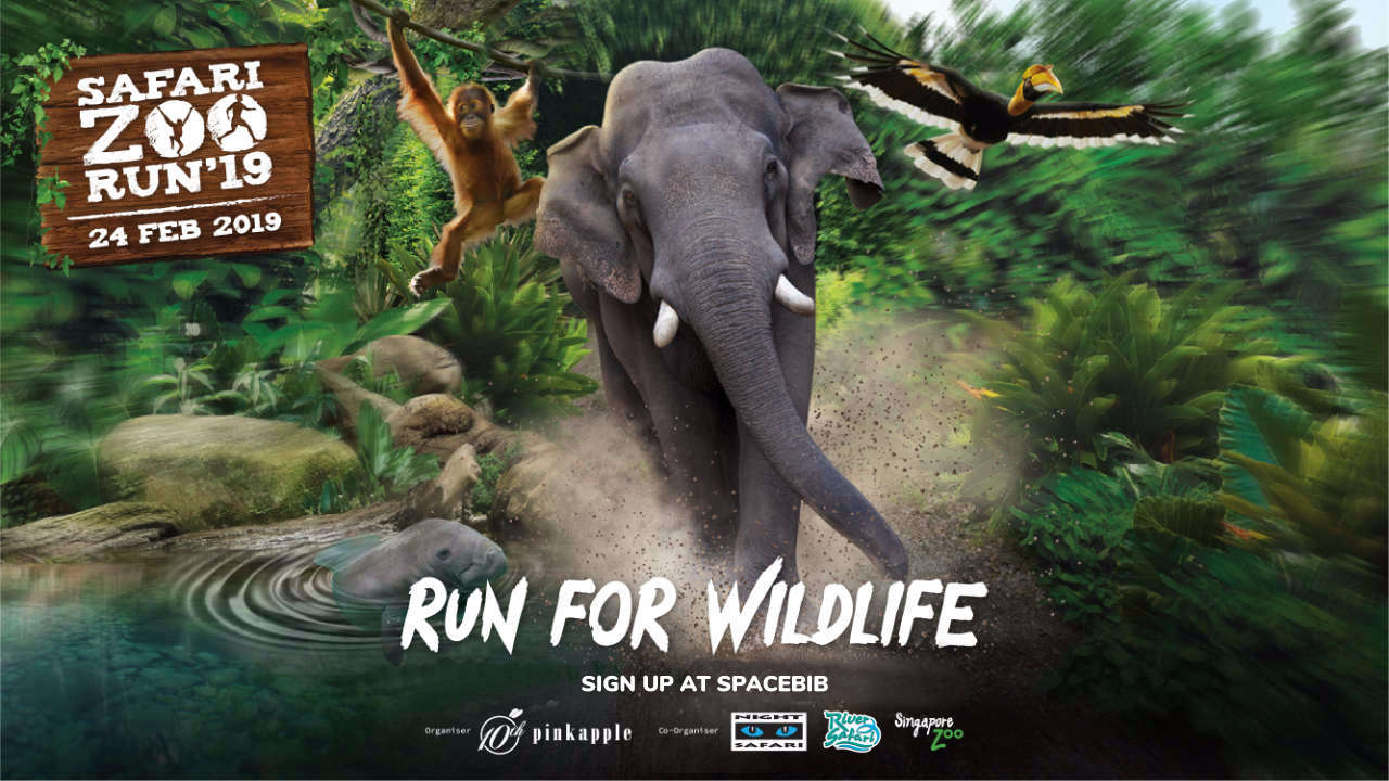Zoo Run 2019 | RunSociety – Asia's Leading Online Running Magazine