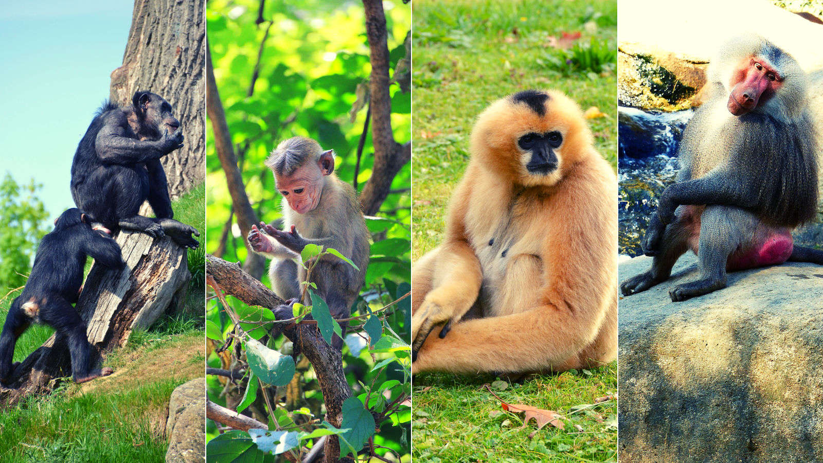 Channel Your Inner Ape at the Run for Monkeys Online Challenge