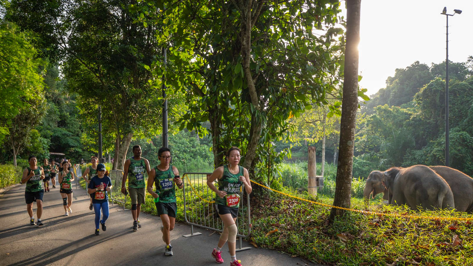 Safari Zoo Run 2020: Don’t Miss the Last Edition to Run in the Zoo