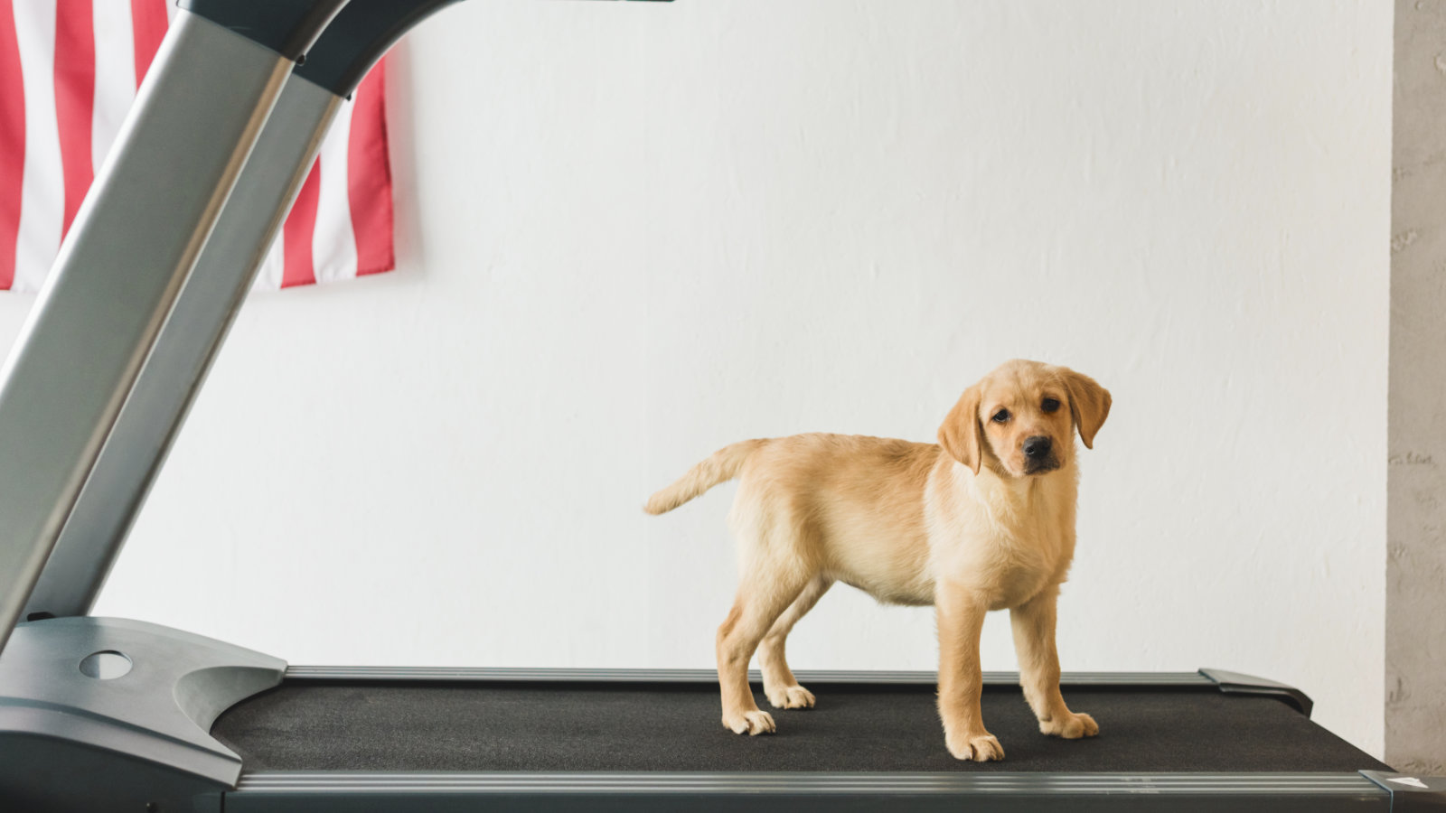 6 Best Foldable Treadmills for Home Workouts